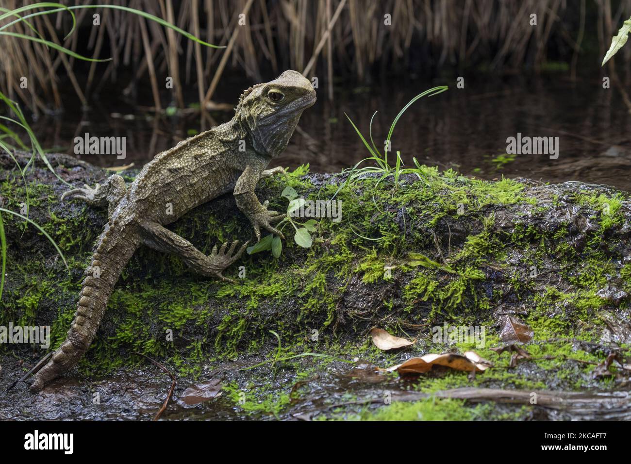 A Tuatara is seen at Willowbank Wildlife Reserve in Christchurch, New ...