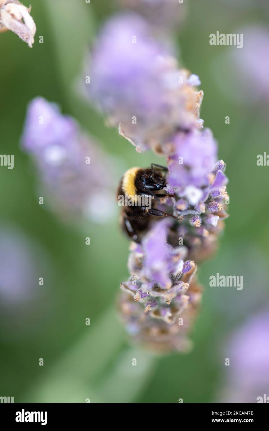 Macro - Lavender plant with bee Stock Photo - Alamy