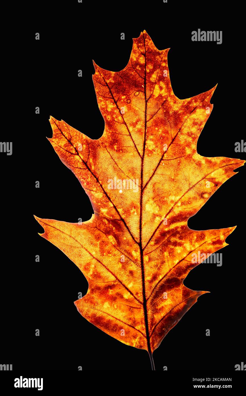 Red oak leaf hi-res stock photography and images - Alamy
