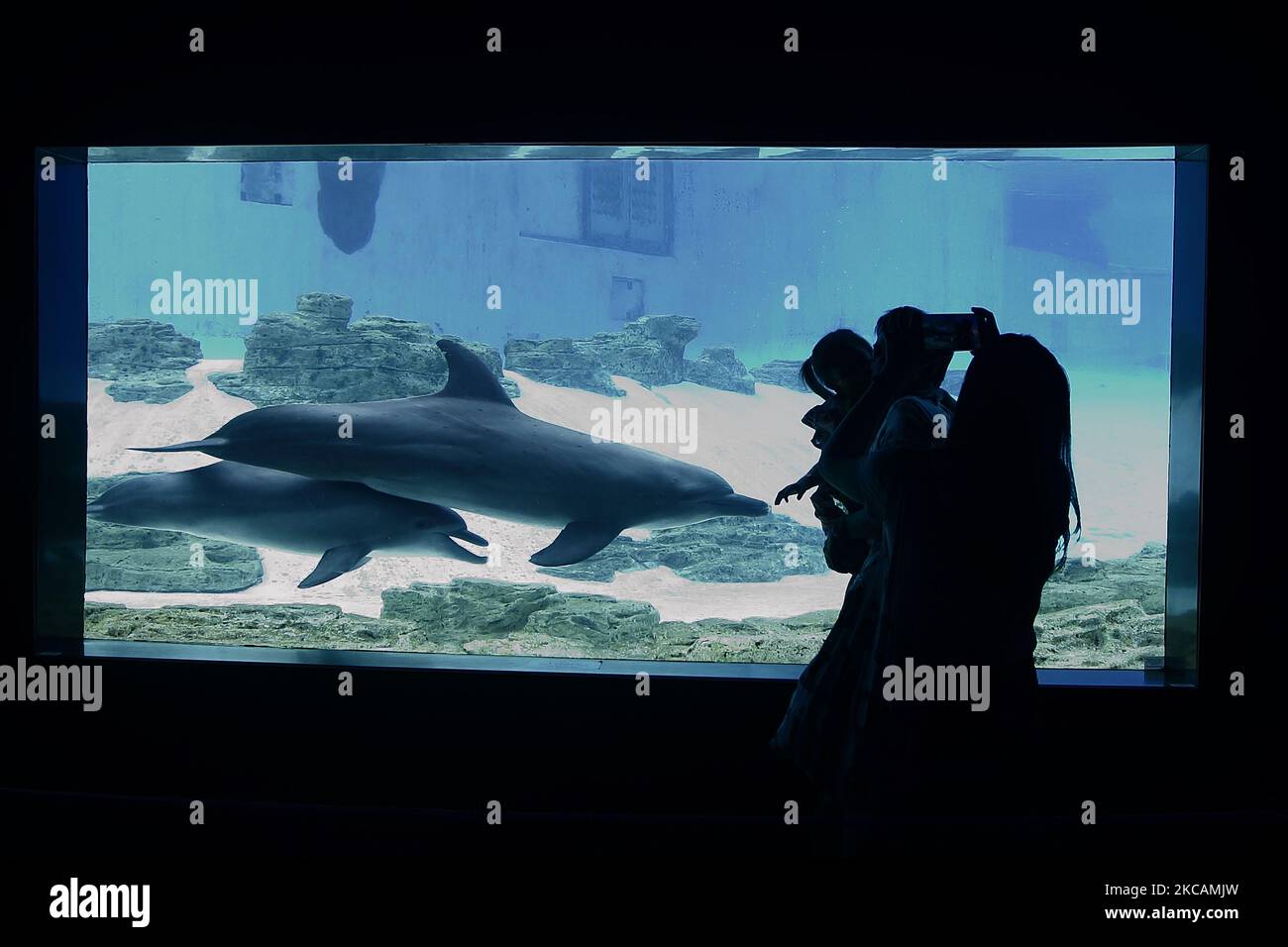 People take photo at the dolphin enclosure at the S.E.A Aquarium at ...