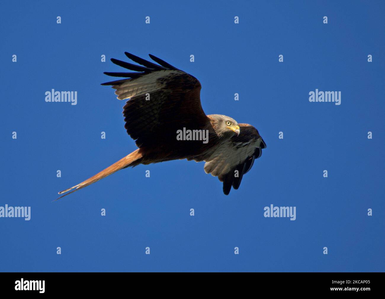 Red kite (Milvus milvus) in flight from Chiltern hills population ...