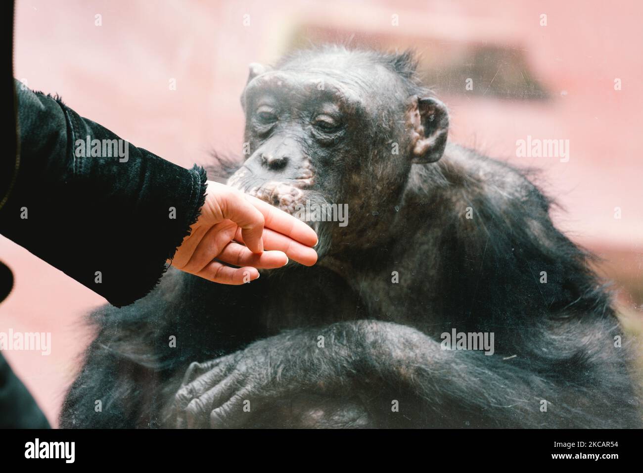 a chimpanzee is seen interactive with people in Zoom Erlebniswelt zoo ...
