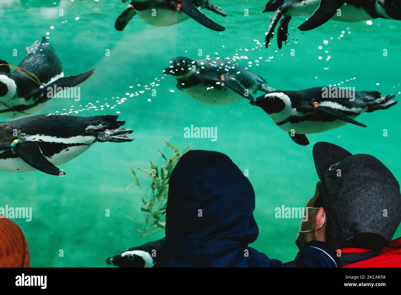 visitors enjoy seeing penguins in Zoom Erlebniswelt zoo in ...