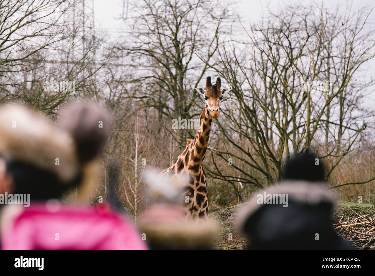 a giraffe walk toward the visitors in the first reopening of Zoom ...