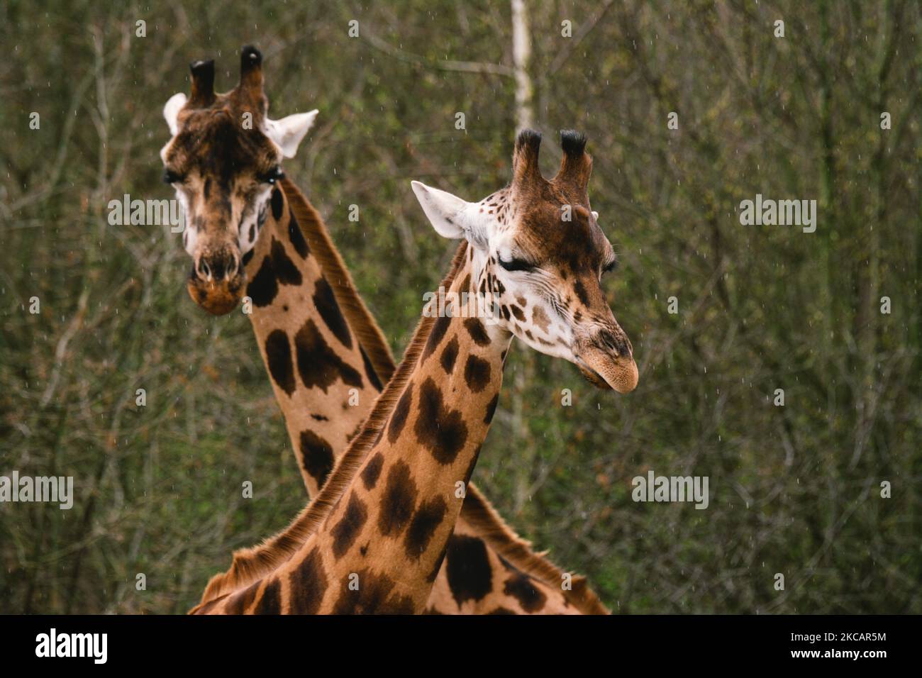 two giraffes are seen on the reopening day of Zoom Erlebniswelt zoo in ...