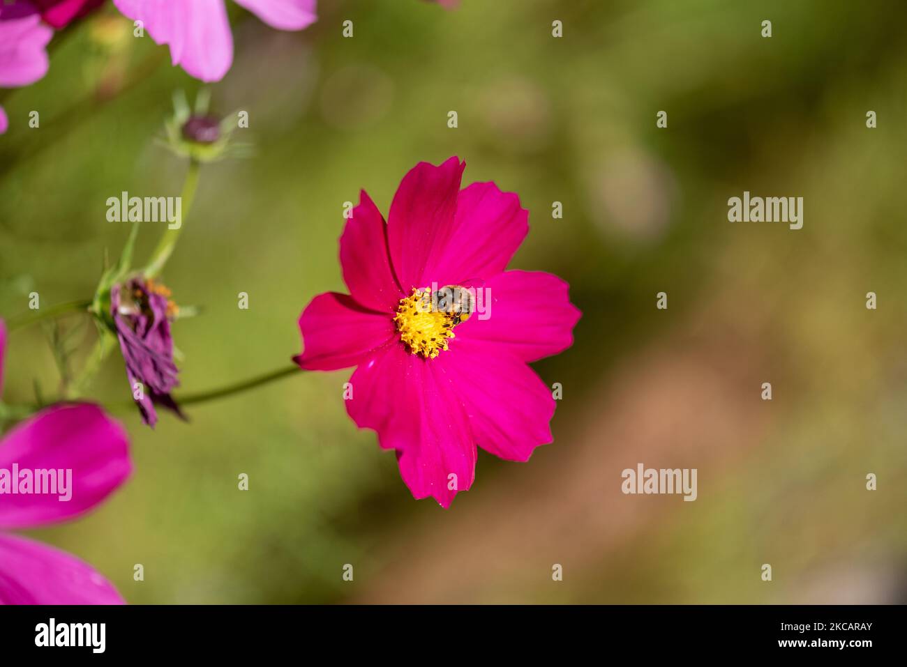 Chile - Central Chile Flower Violet color Stock Photo - Alamy