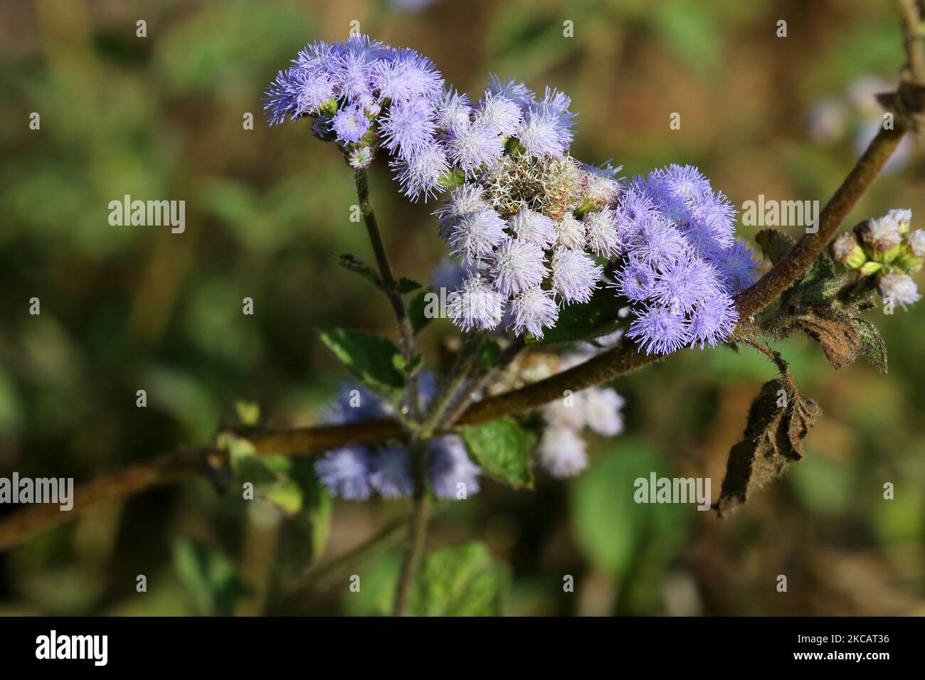Purple mimosa flowers growing along the mountainside in Munnar, Idukki ...
