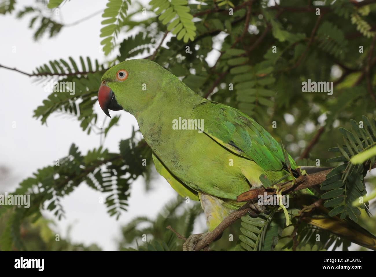 Indian ringneck parrots hi-res stock photography and images - Alamy