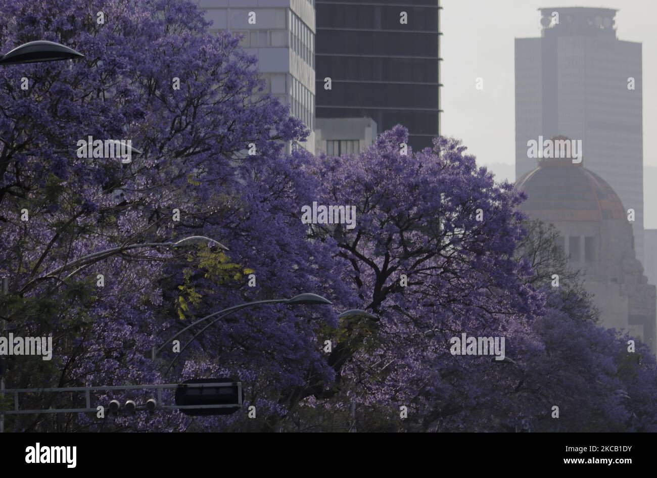 Jacaranda tree mexico city hi-res stock photography and images - Alamy
