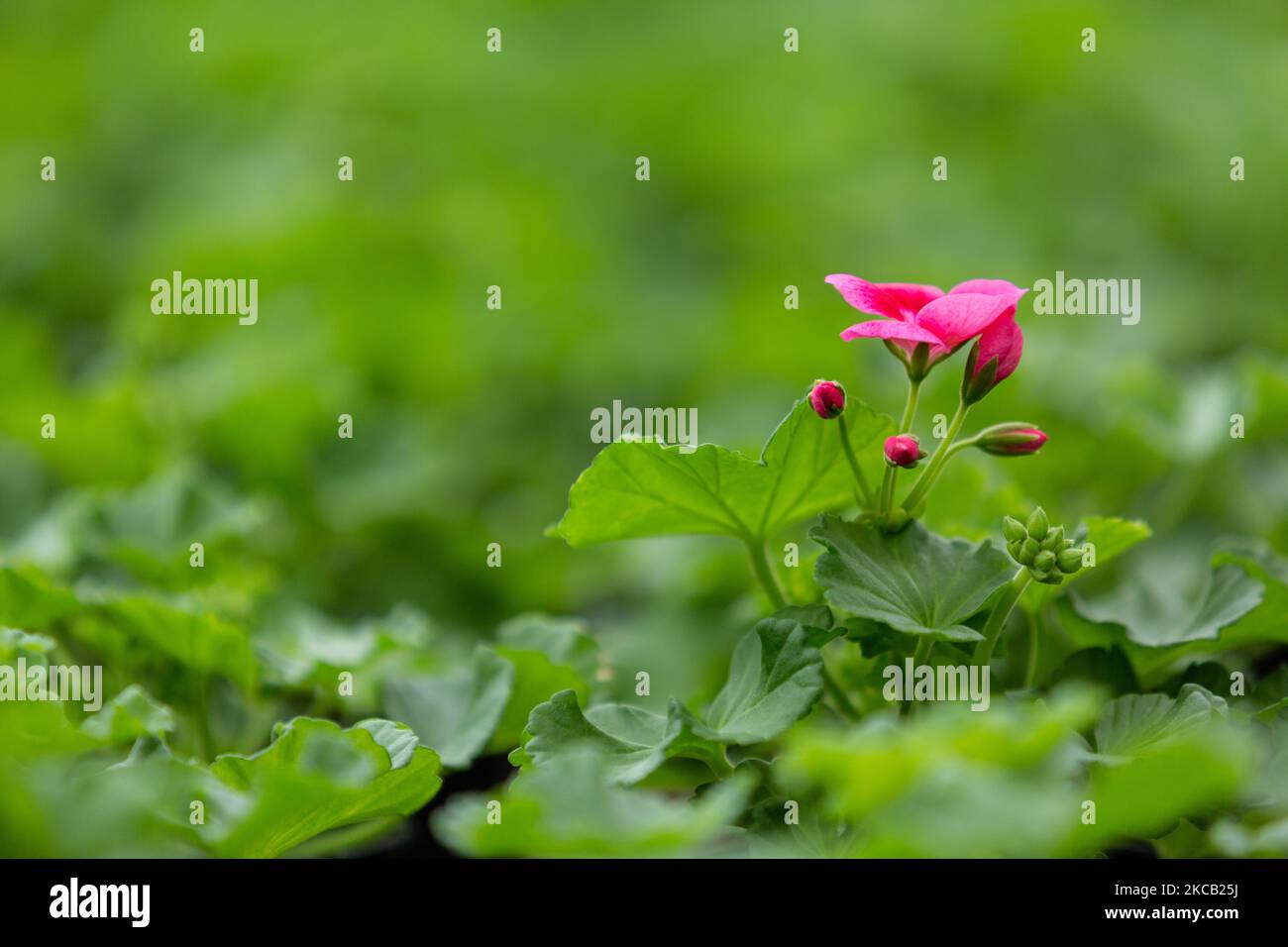 Young geranium plants (Pelargonium graveolens) grow in Niemczewscy ...