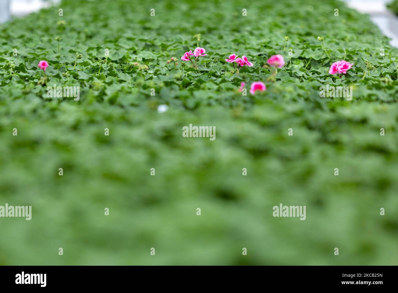 Young geranium plants (Pelargonium graveolens) grow in Niemczewscy ...