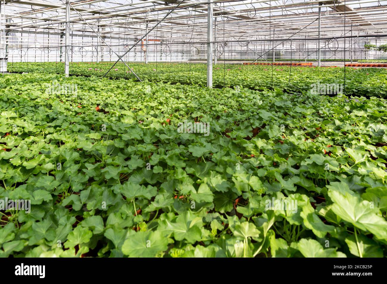 Young geranium plants (Pelargonium graveolens) grow in Niemczewscy ...