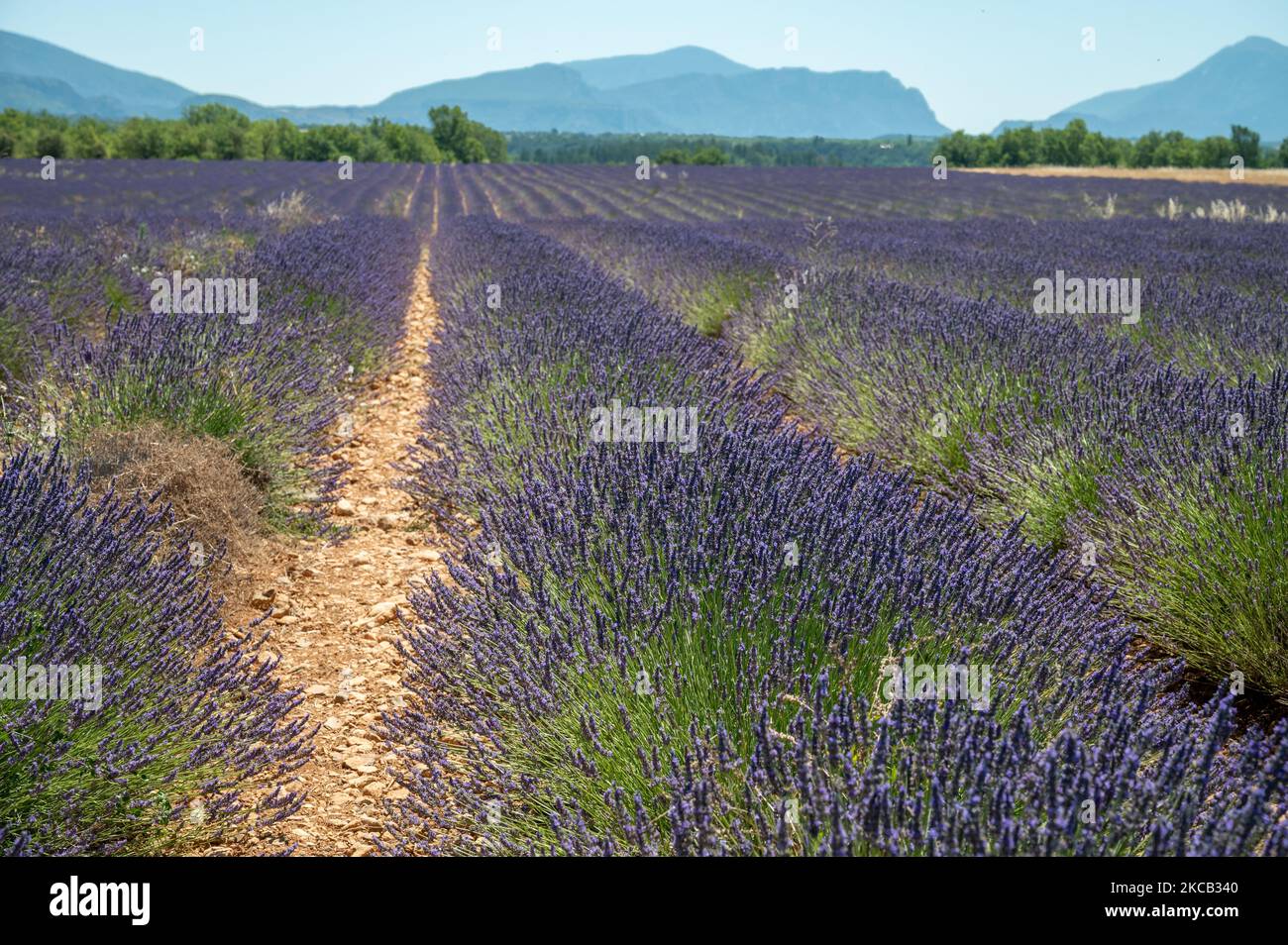 Lavender fields in blossom at Plateau de Valensole in Summer. Alpes de ...