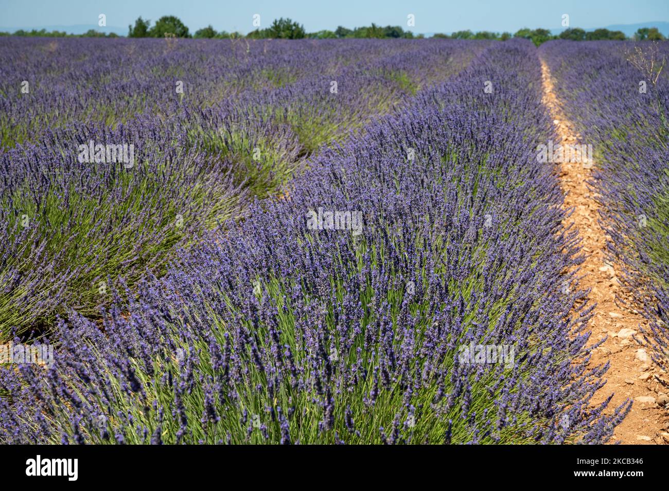 Lavender fields in blossom at Plateau de Valensole in Summer. Alpes de ...