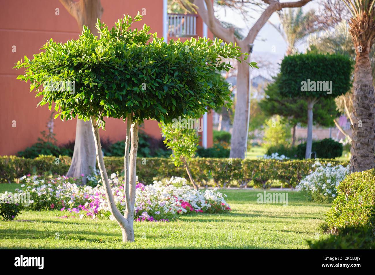 Lash of tree hi-res stock photography and images - Alamy