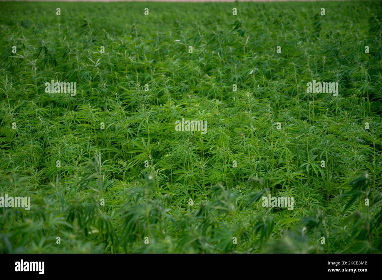 Green background of leaves. Outdoor growing hemp plants in France ...