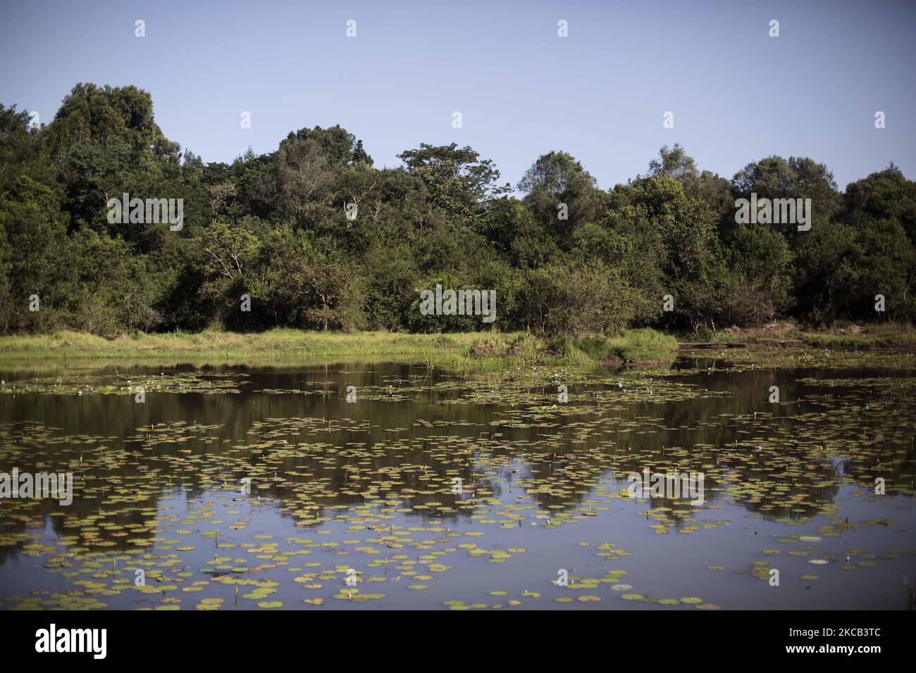 A Walk Along Karura Forest, One Of The Biggest Urban Forests In The ...