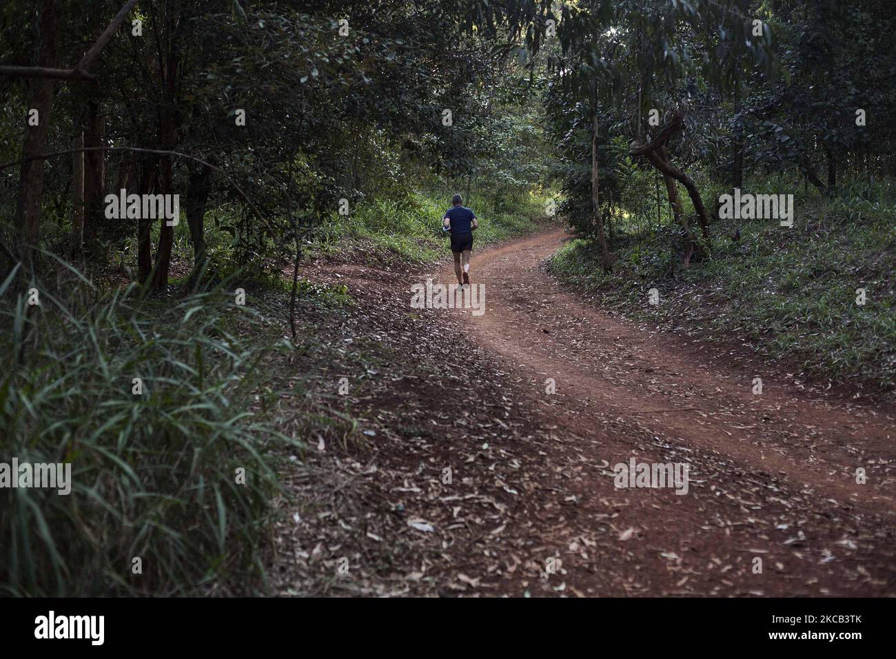 A Walk Along Karura Forest, One Of The Biggest Urban Forests In The ...