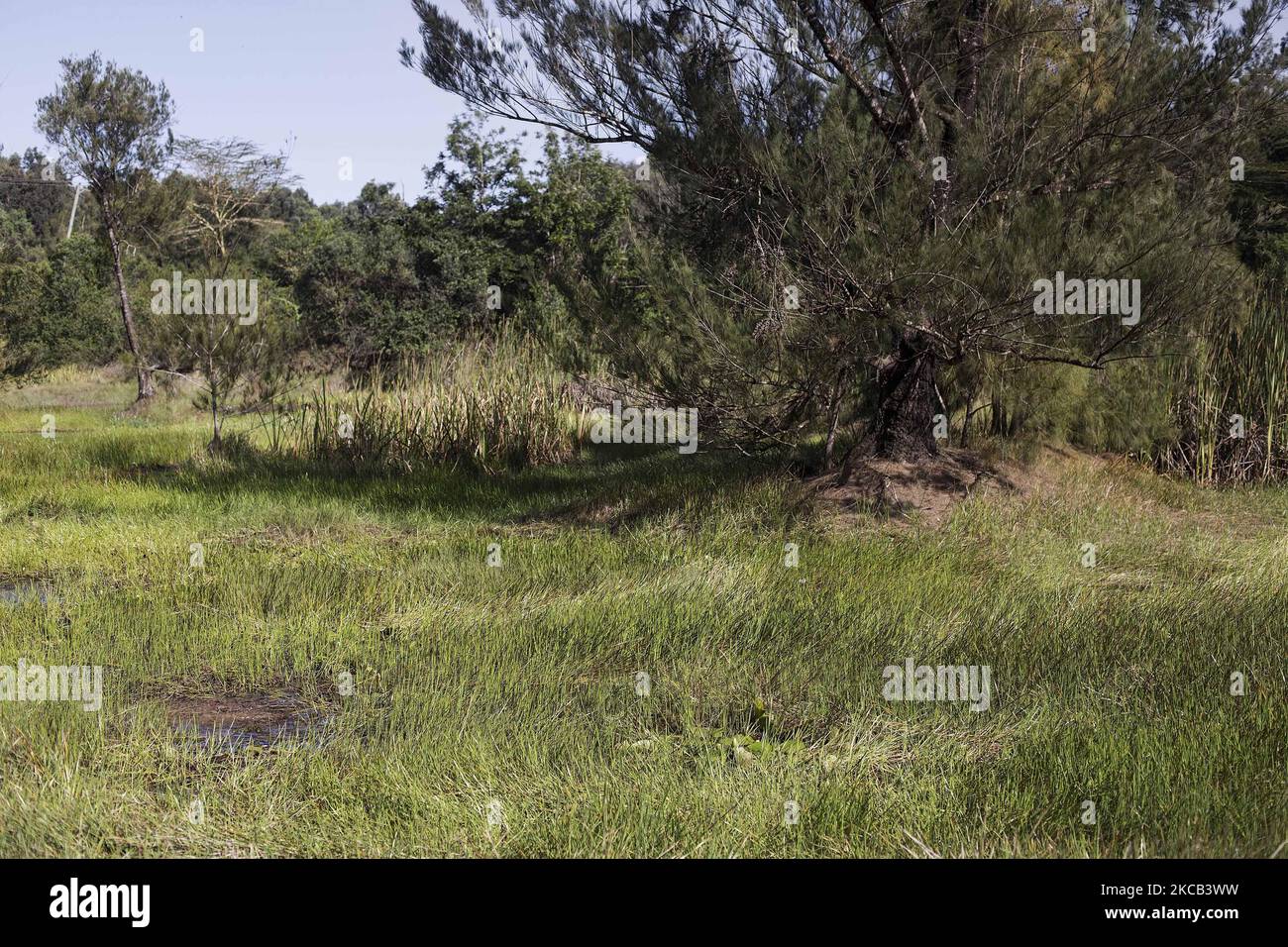 Walk alog karura forest hi-res stock photography and images - Alamy