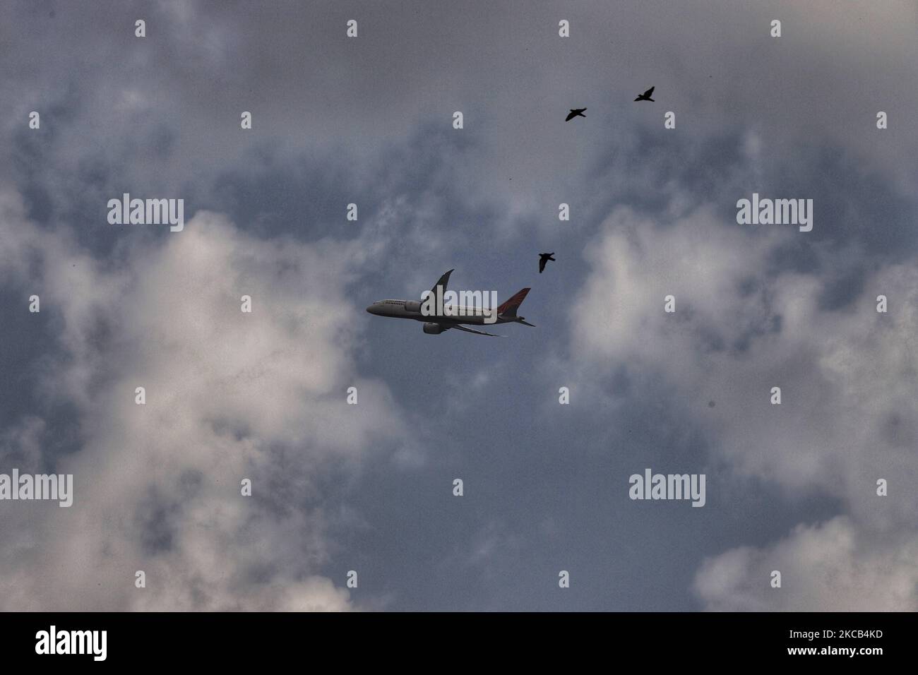 Birds fly past a Passenger plane as seen in the skies of New Delhi ...