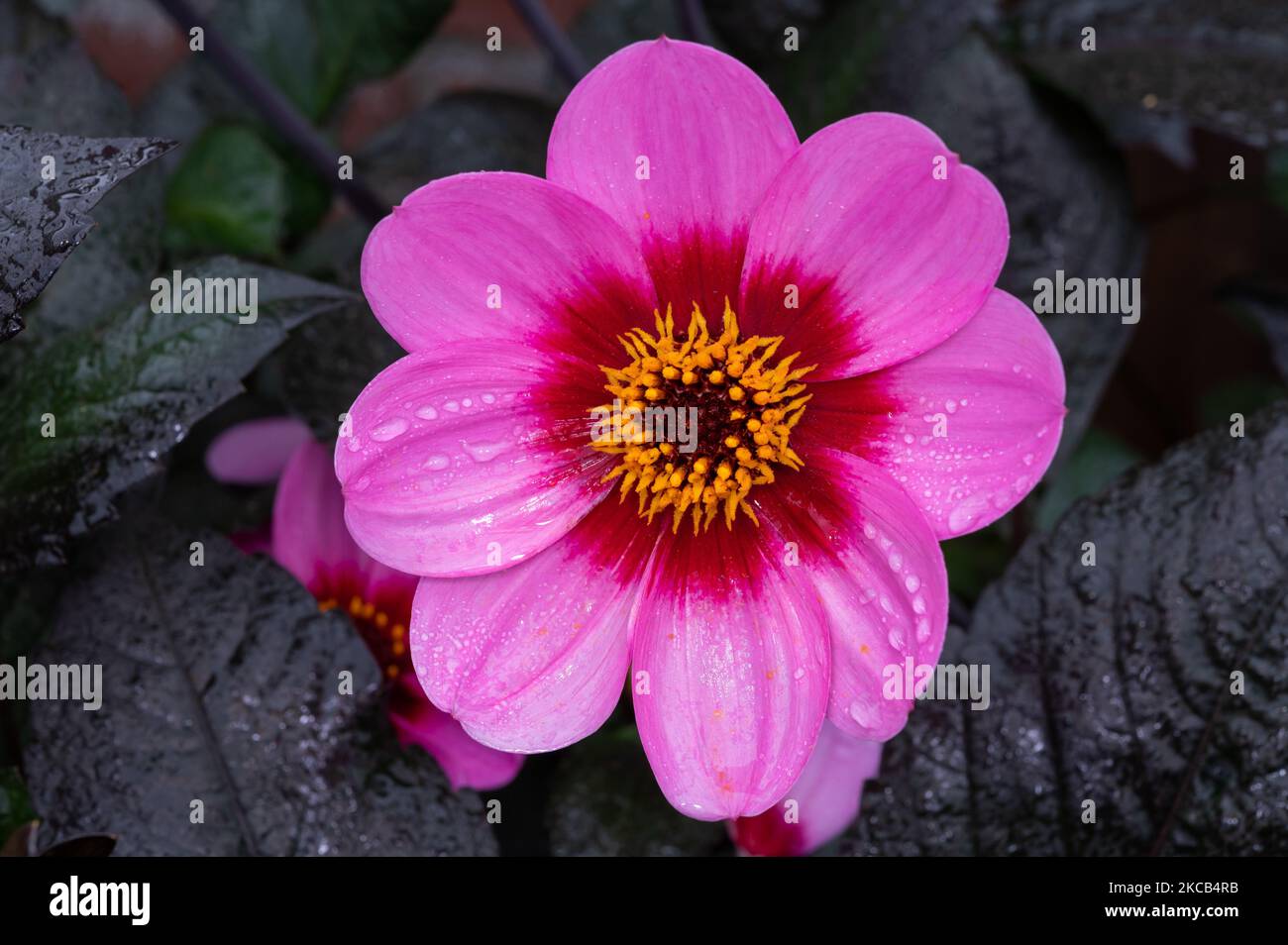 Small pink flowers of Asteraceae Dahlia Happy single wink Stock Photo ...