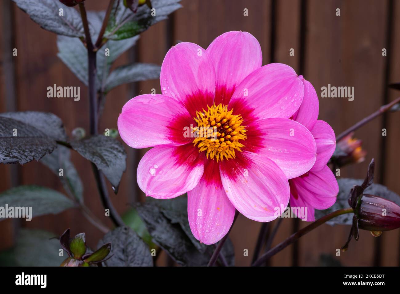 Small pink flowers of Asteraceae Dahlia Happy single wink Stock Photo ...