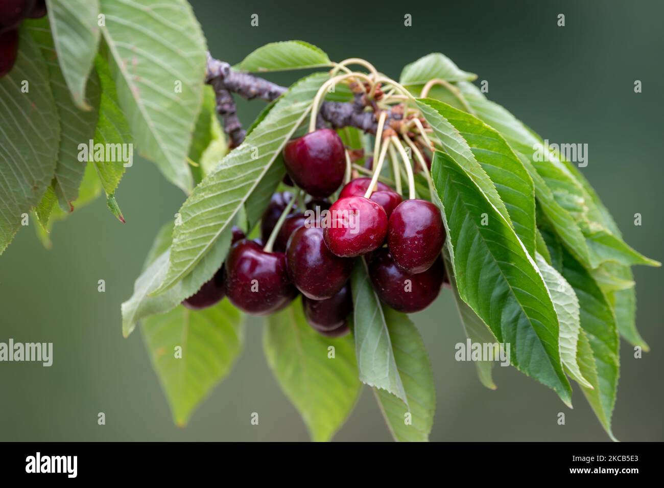 Sweet ripe black cherry berries hanging on cherry tree in fruit orchard ...