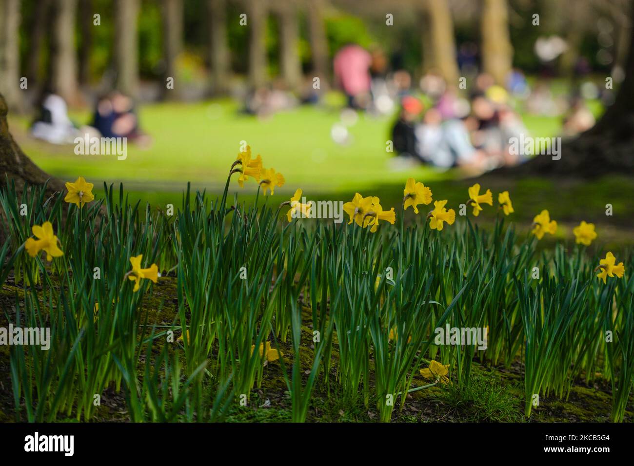 Blooming daffodils seen at St Stephen's Green Park in Dublin's city ...
