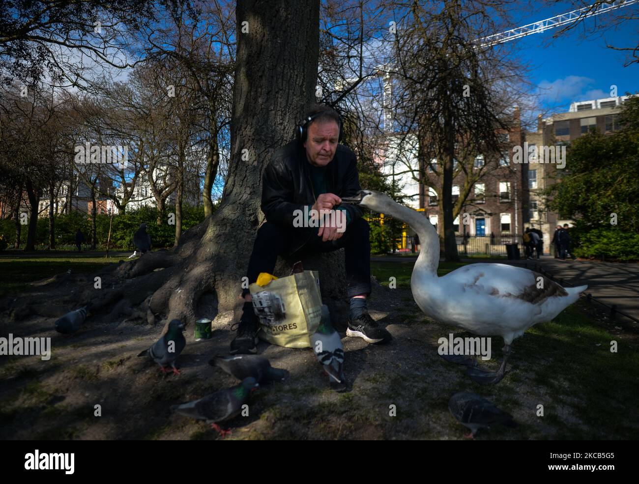 A man feeds a swan and a flock of pigeons at St Stephen's Green Park in ...