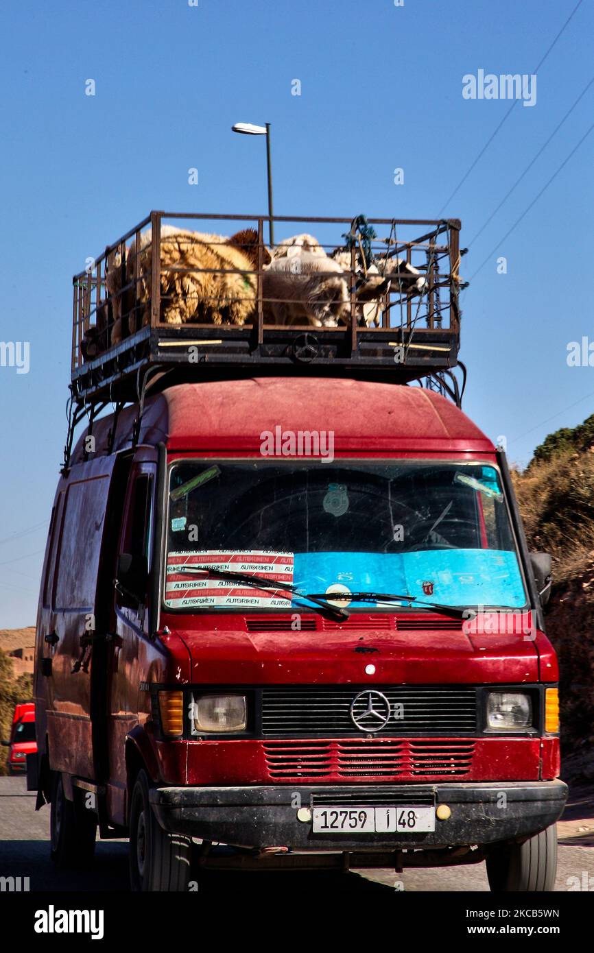 Man drives a van with sheep and goats tied to the roof near the small ...