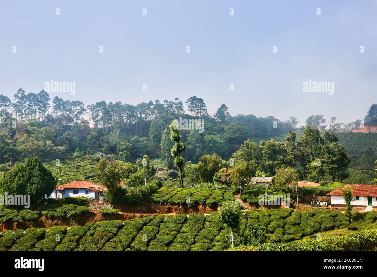 Tea plants seen growing along the hills of one of the many tea estate ...