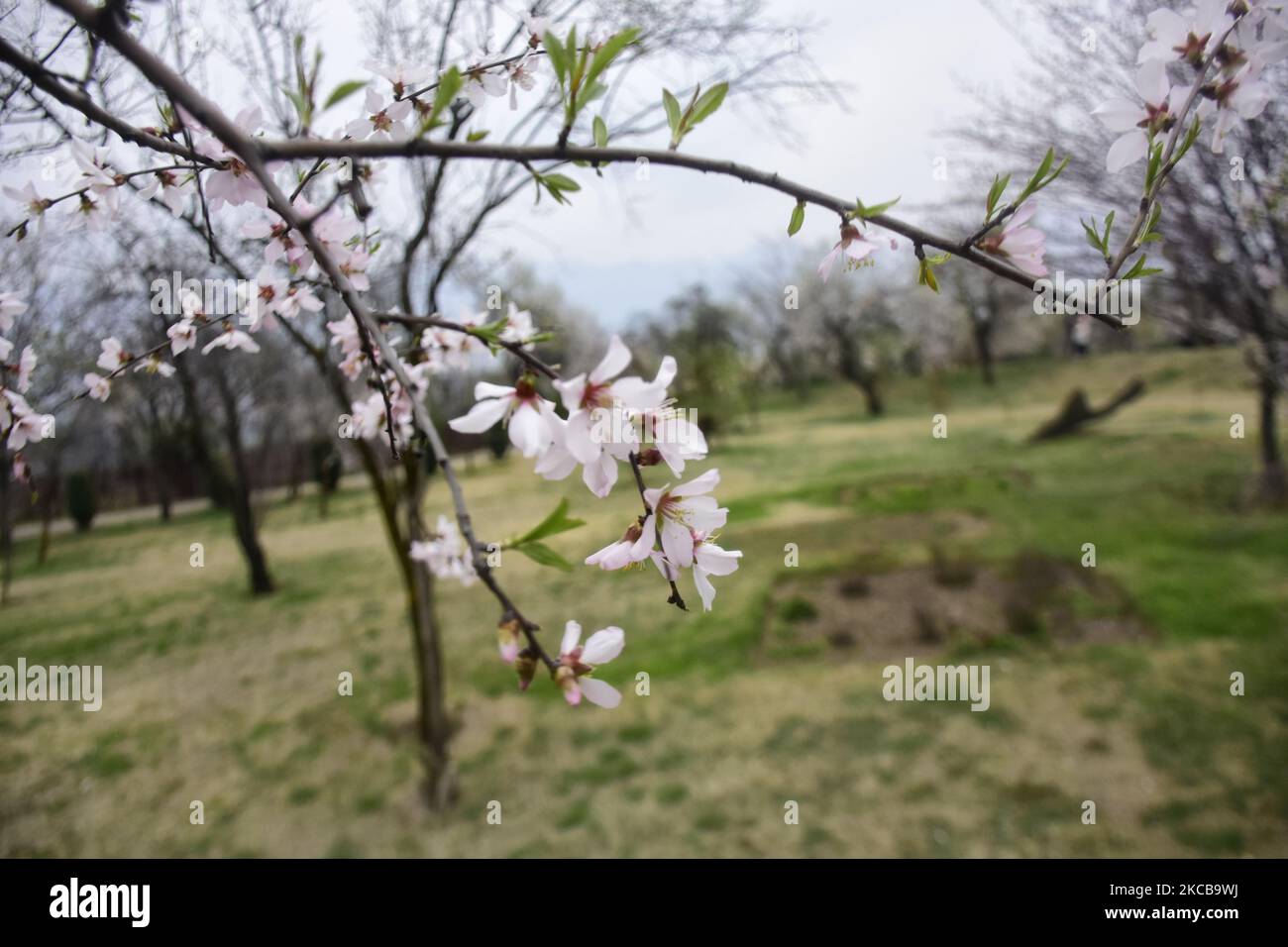 Badamwari garden in full bloom in Srinagar, Indian Administered Kashmir ...