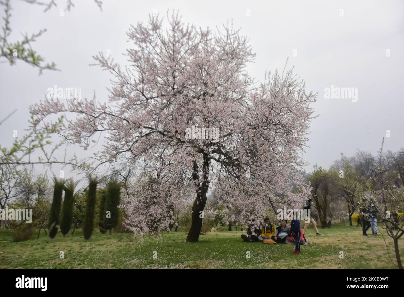 Badamwari garden in full bloom in Srinagar, Indian Administered Kashmir ...
