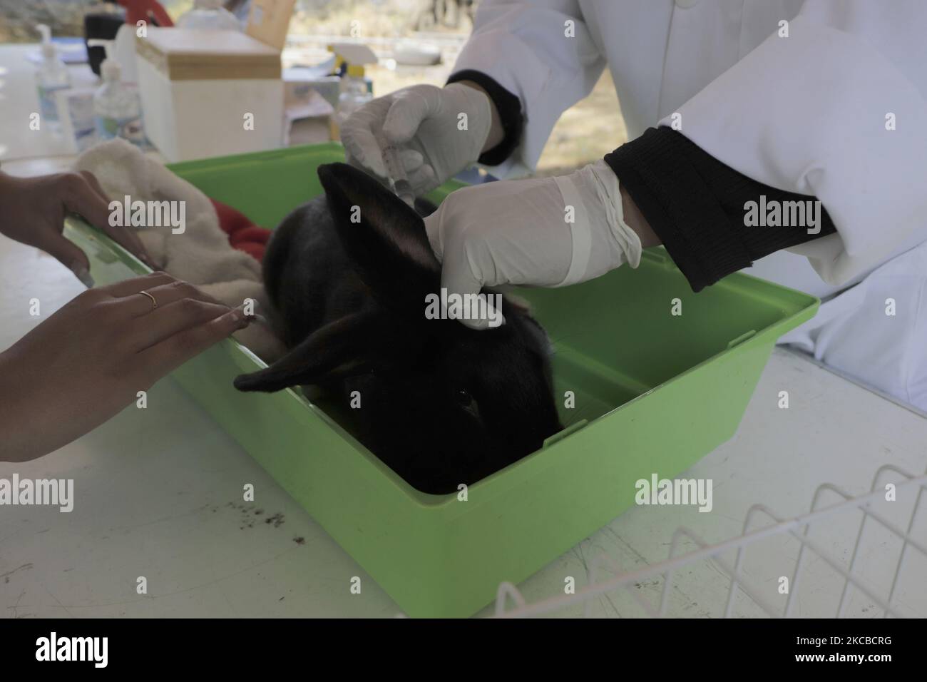 A veterinarian applies the VEHC-T2 biologic to rabbits and hares ...