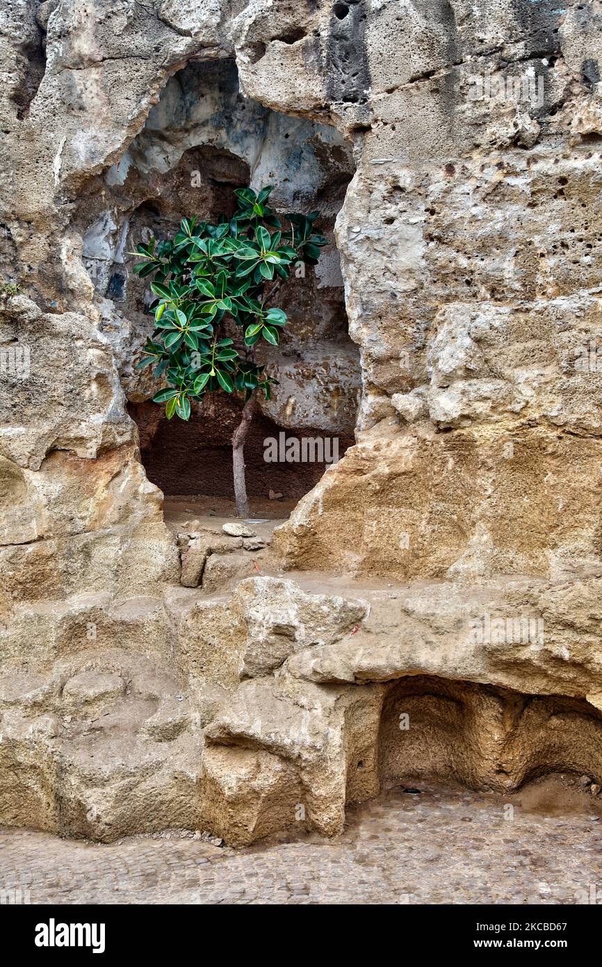Tree growing near the entrance to the Caves of Hercules (Grottes d ...