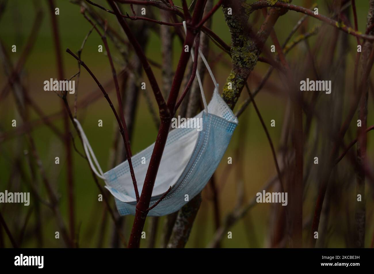 Discarded face mask lies on the branches of bushes. On Wednesday, March ...