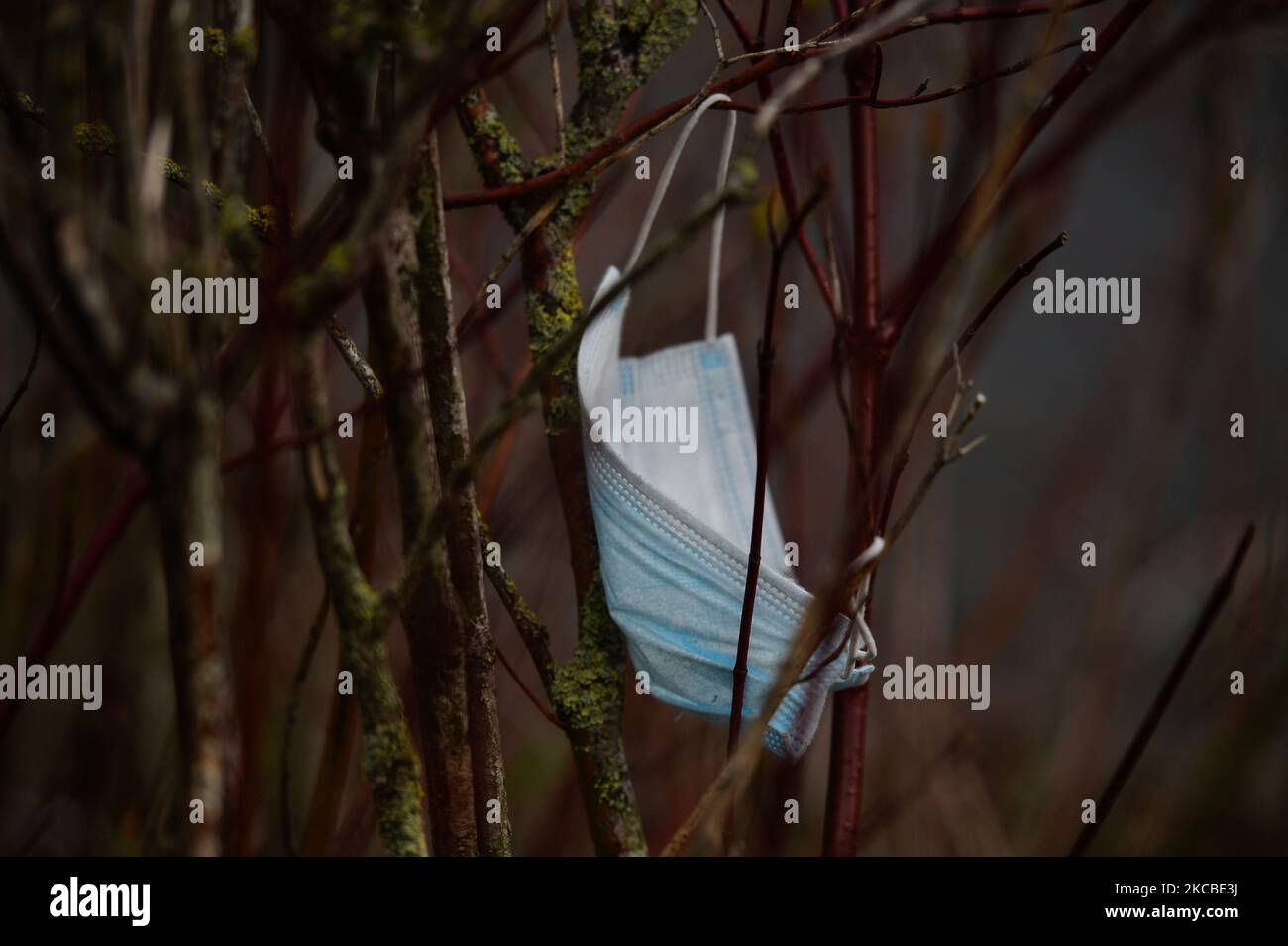 Discarded face mask lies on the branches of bushes. On Wednesday, March ...