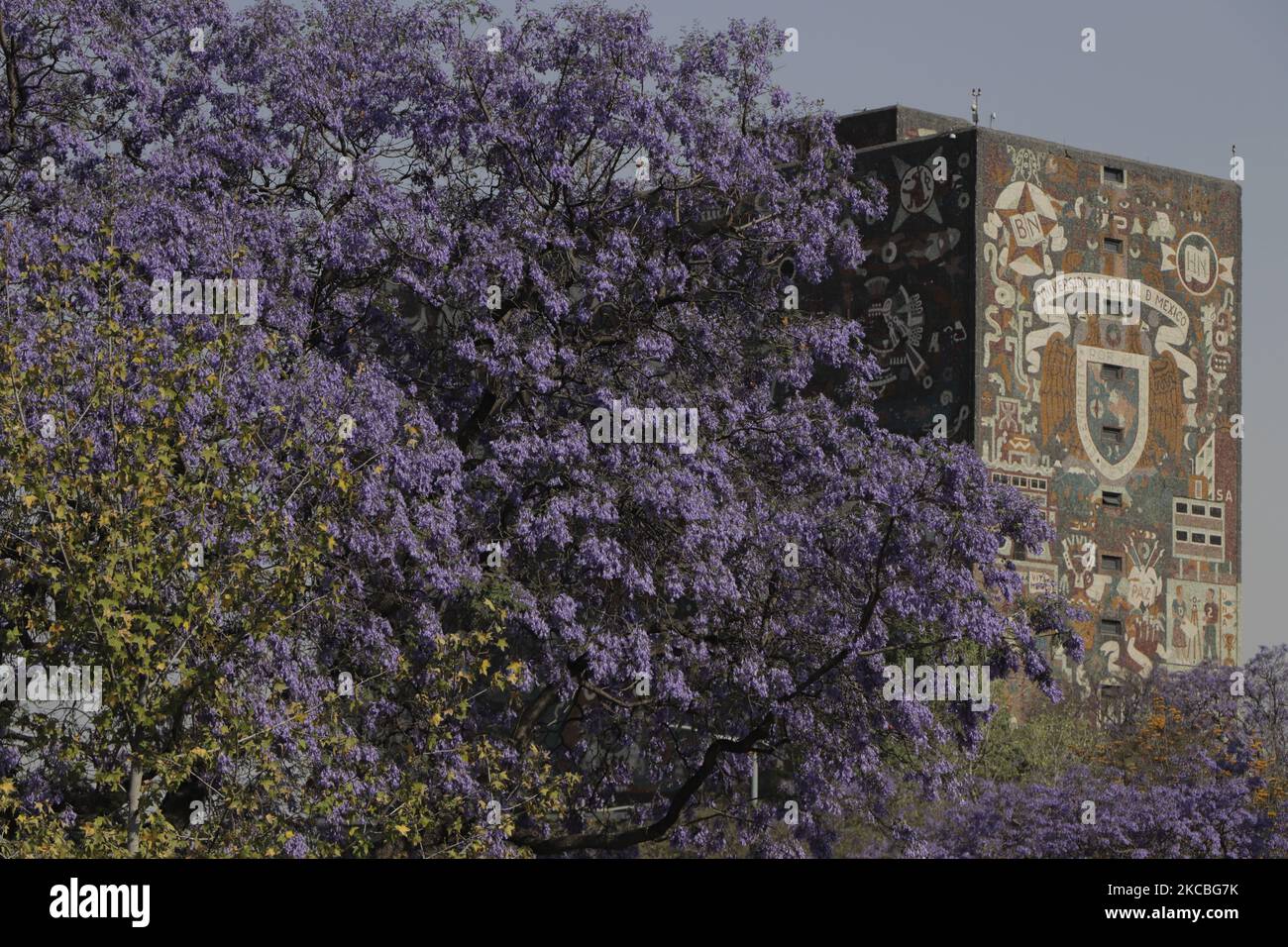 Jacaranda trees mexico city hi-res stock photography and images - Alamy