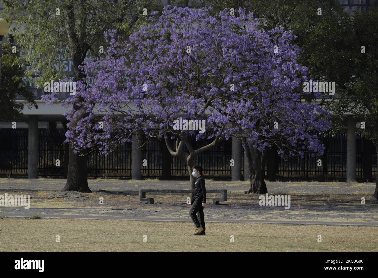 Jacaranda trees mexico city hi-res stock photography and images - Alamy