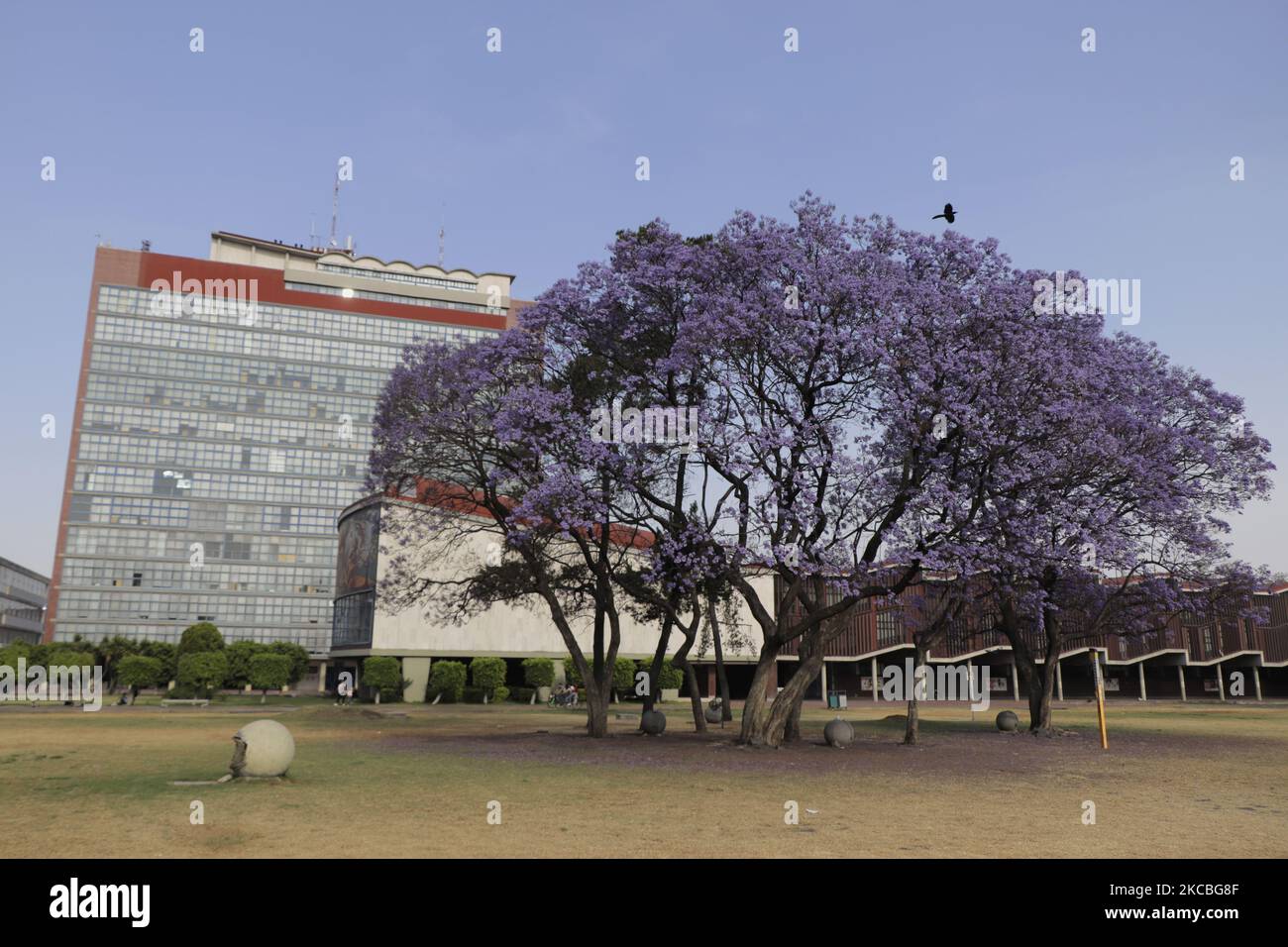 Orange Jacaranda Tree