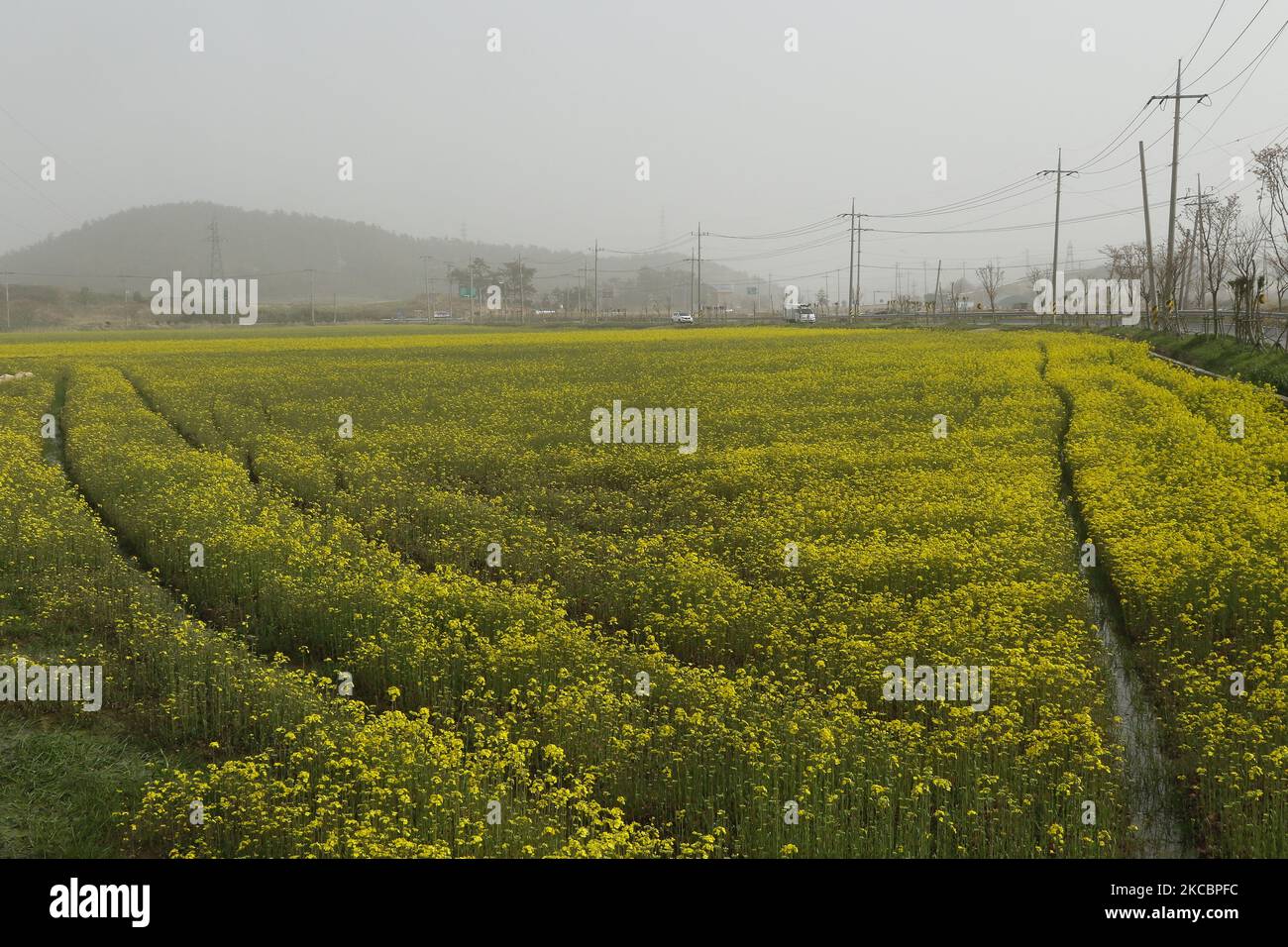 A Worst Yellow Dust covered island village in Shinan-Gun, south west of ...