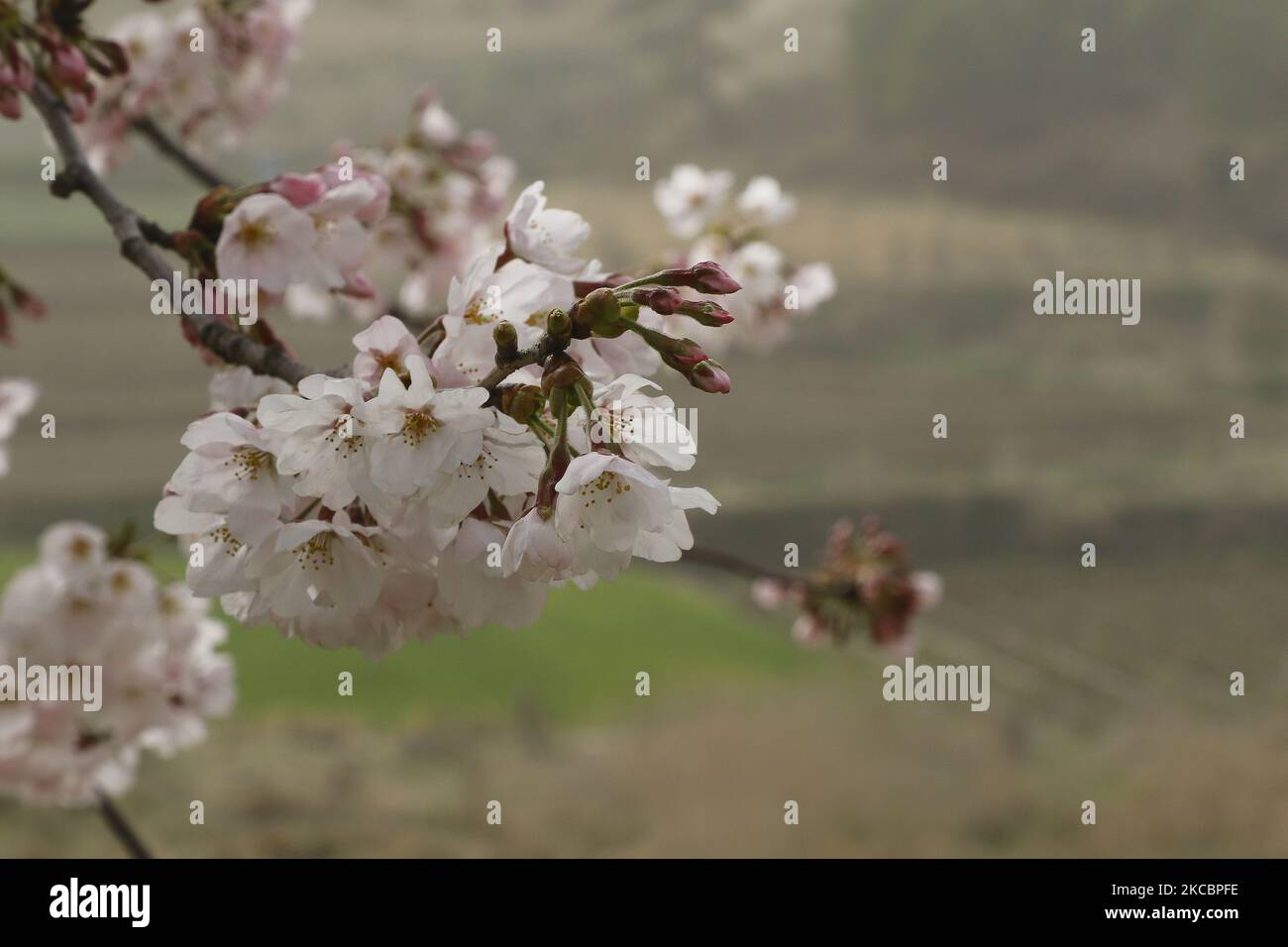 A Worst Yellow Dust covered island village in Shinan-Gun, south west of ...