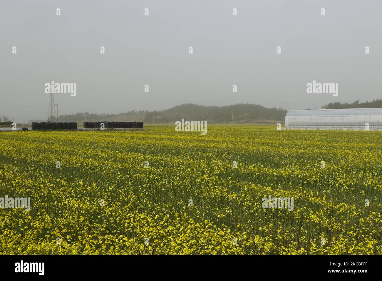 A Worst Yellow Dust covered island village in Shinan-Gun, south west of ...