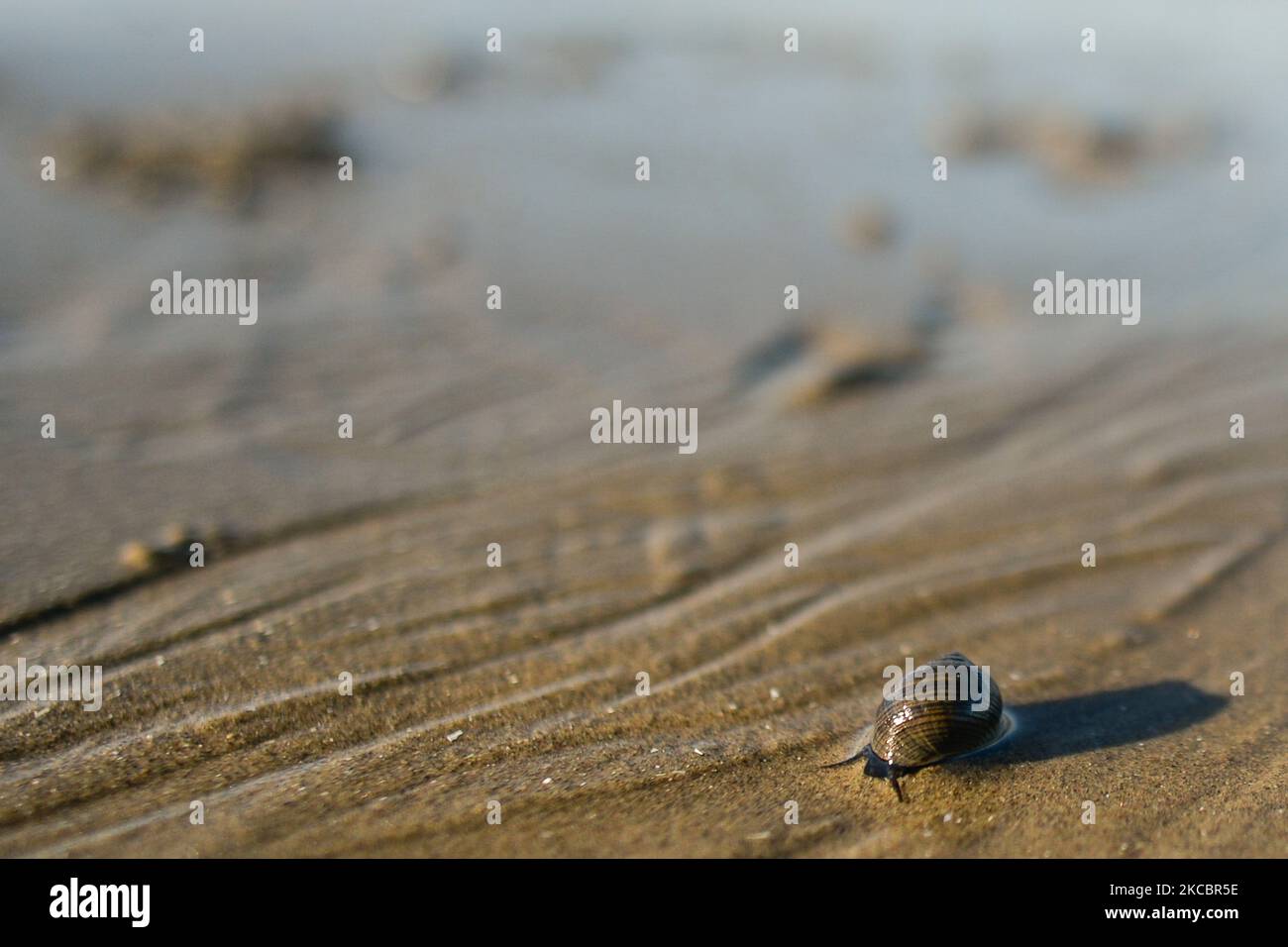 A small sea snail seen on Blackrock beach Dublin. On Monday, March 29 ...