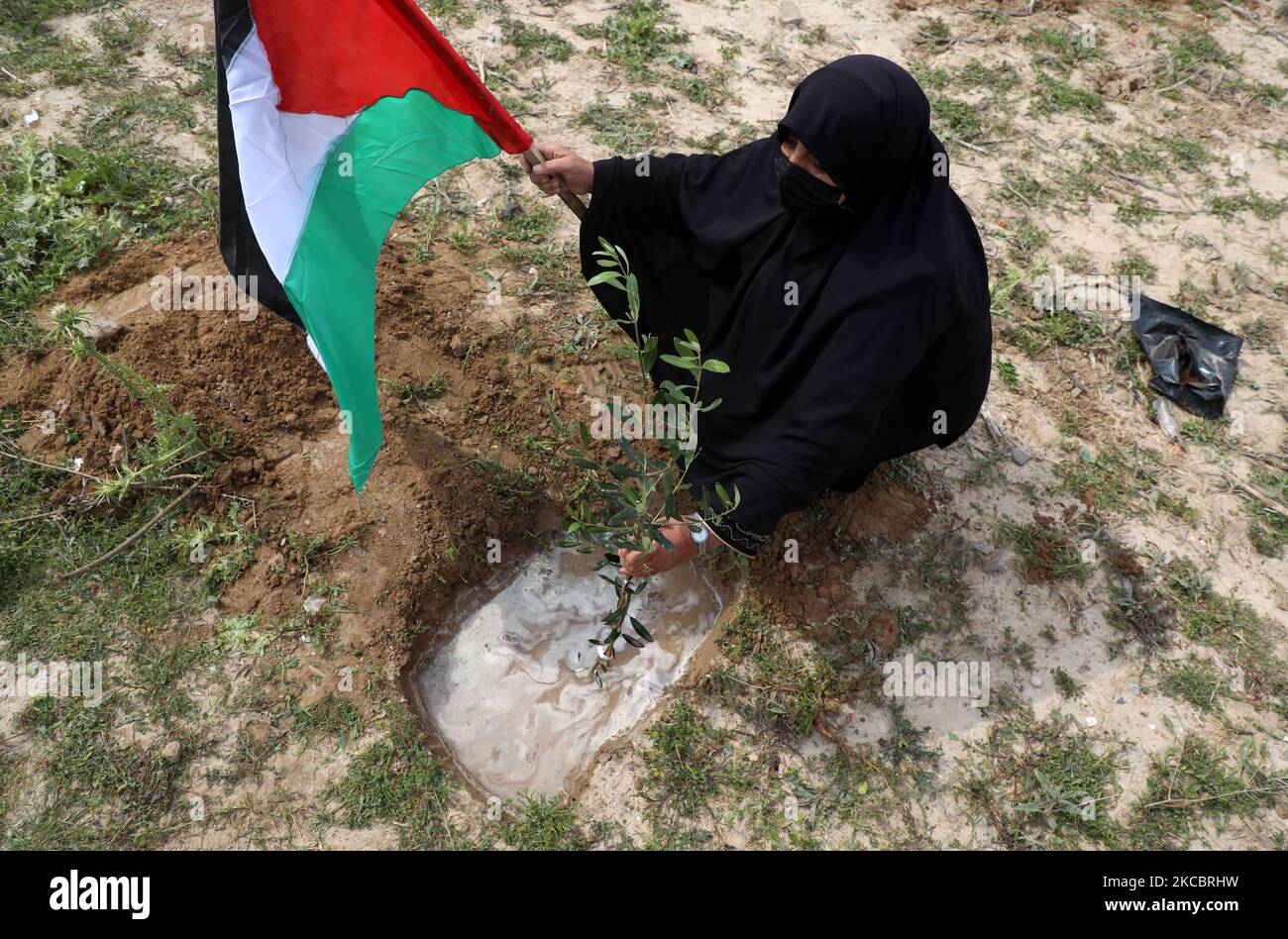 A Palestinian woman plants an olive tree during an event marking Land ...