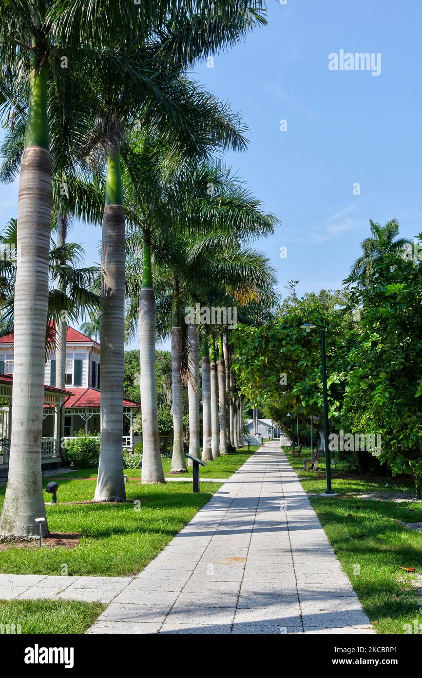 Growing trees in a laboratory hi-res stock photography and images - Alamy