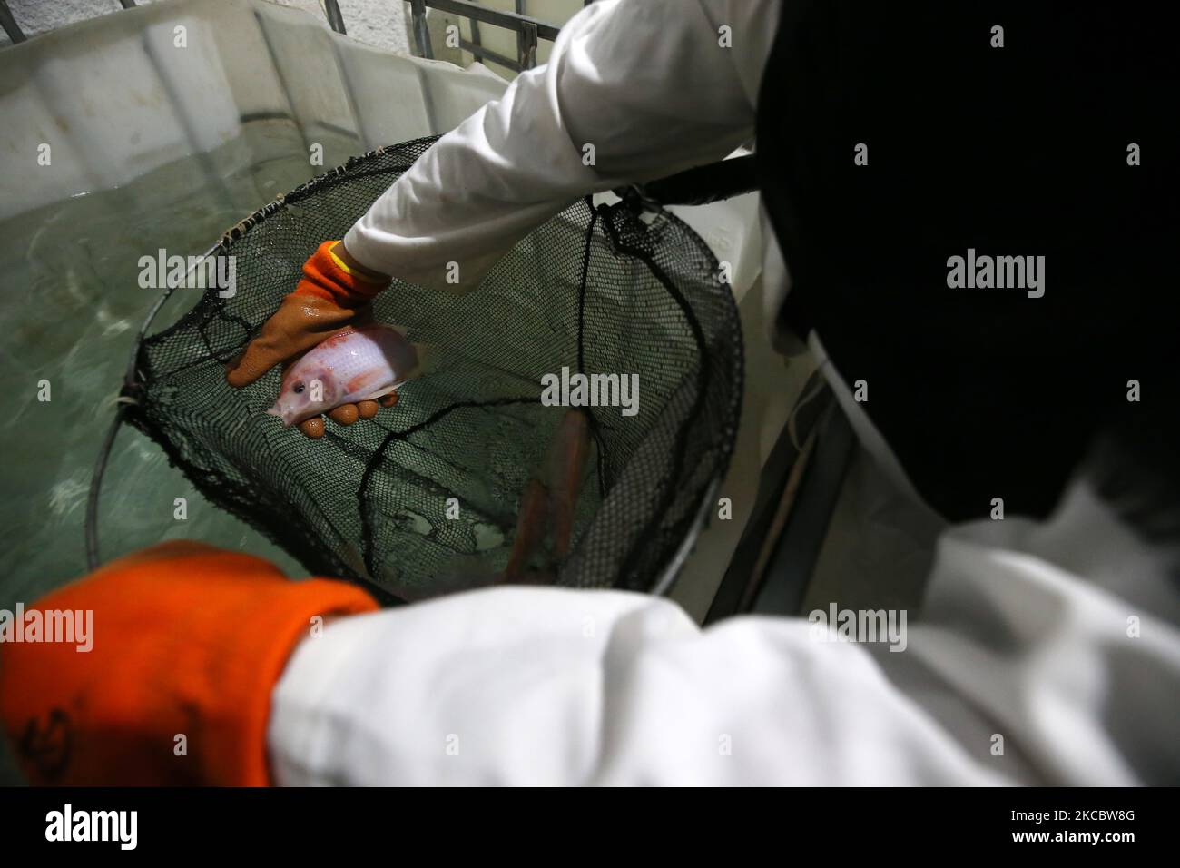 Algerian fish markets hi-res stock photography and images - Alamy