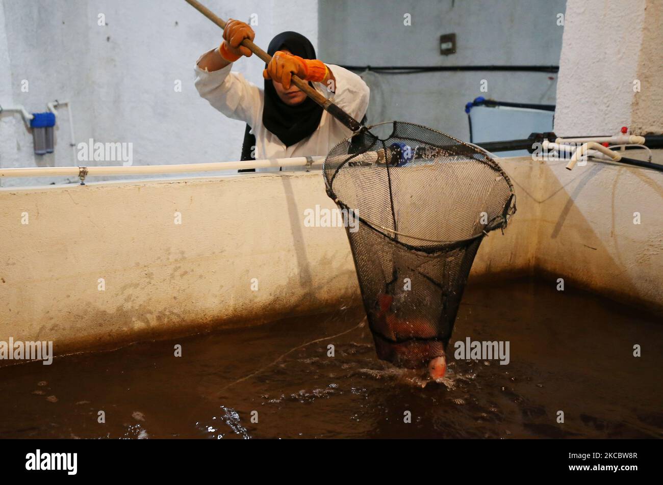 Algerian fish markets hi-res stock photography and images - Alamy