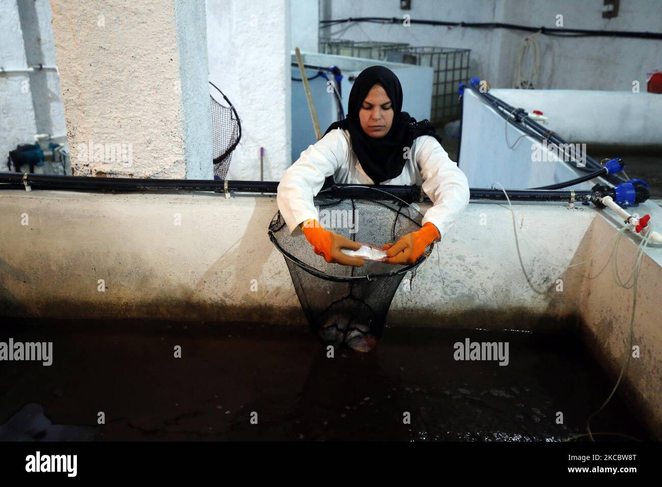 Algerian fish markets hi-res stock photography and images - Alamy