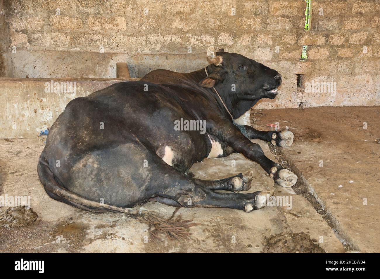 Thirutambaleswaram kovil of keerimalai hi-res stock photography and ...
